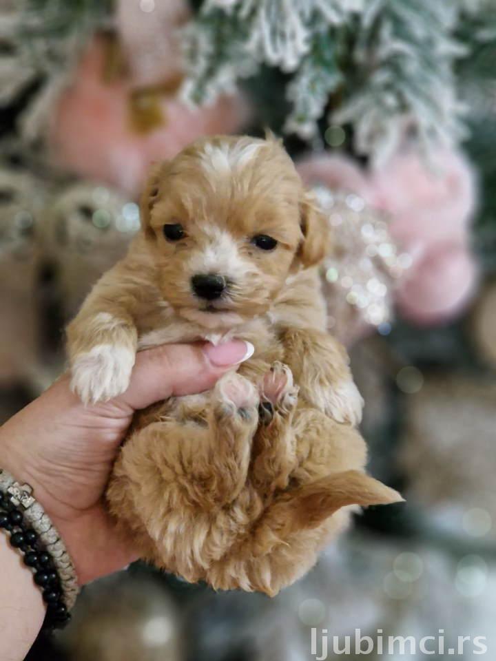 Bebice MALTIPOO