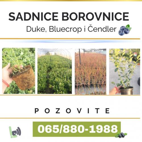 Sadnice borovnice