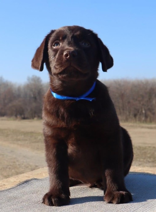 Labrador retriver čokoladni štenci