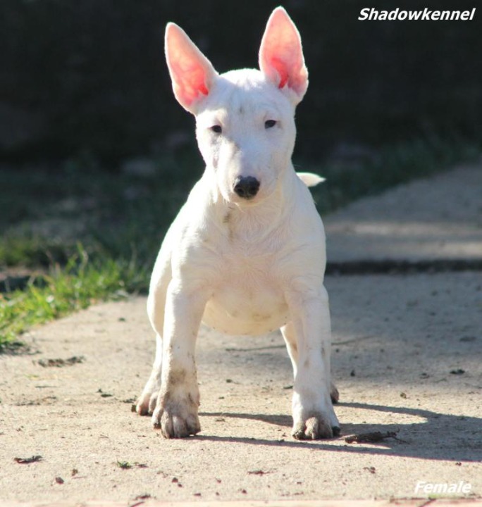 Mini Bull Terijer štenci