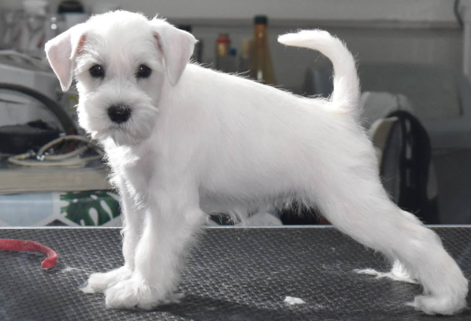 Beli ŠNAUCER – vrhunski štenci