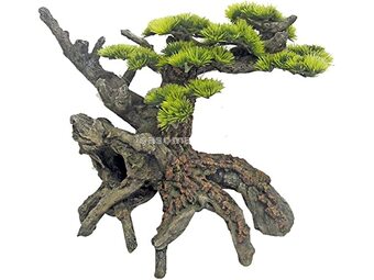D.Japan bonsai drvo