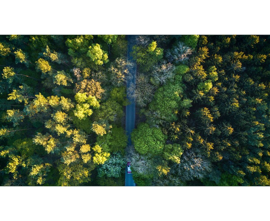 Pejzaž put kroz šumu - PEJ-015