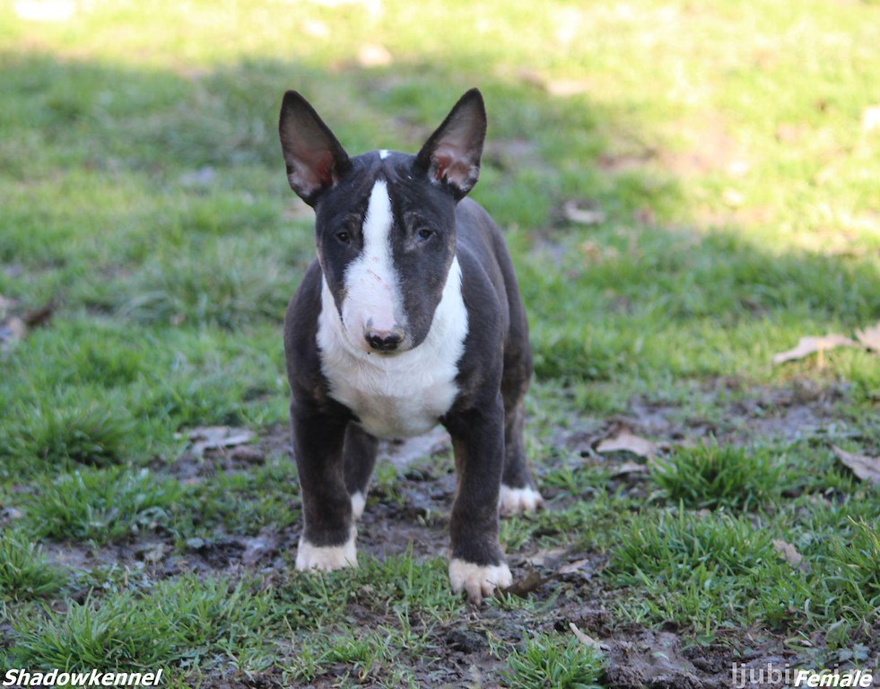 Mini Bull Terijer štenci