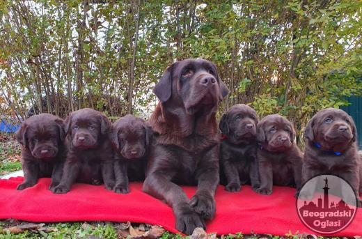 Labrador retriver čokoladni štenci