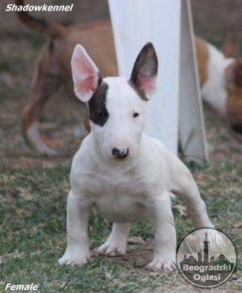 Mini Bull Terijer prelepi štenci