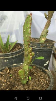Kaktus više vrsta