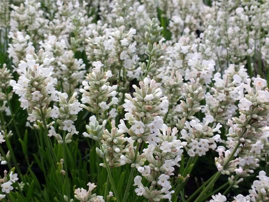 Lavandula Intermedia Edelweiss - Engleska Lavanda