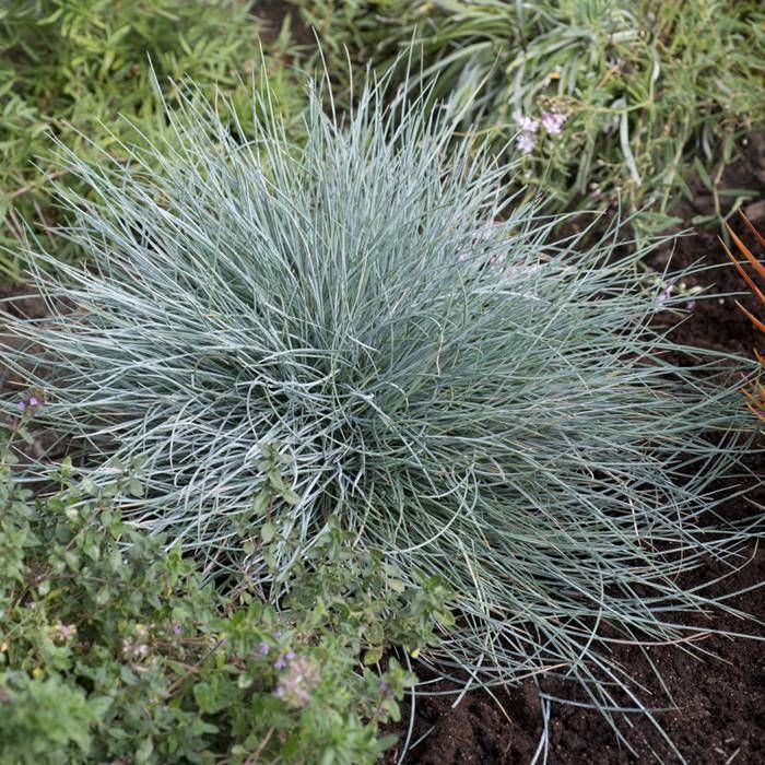 Festuca Glauca Eisvogel - Ukrasna Trava