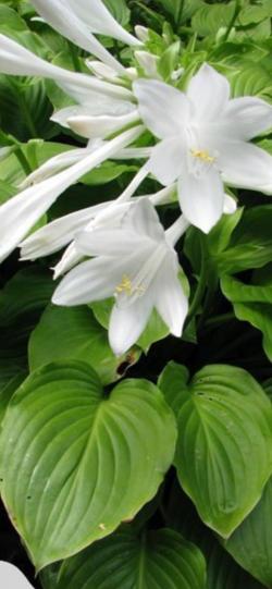 Dnevni ljiljan, baštenska hosta - Hosta plantaginea grandiflora