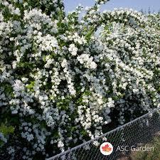 baštenski jasmin/ŽBUN OKO 90cm