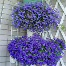 Lobelija purple(Oko 5000+ sem ) -Odlicna za Saksije i osuncane prozore..