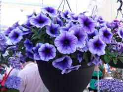 Petunija nana compata Blue-Prelepa cvetnica niskog rasta..