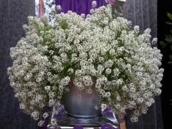 Lobularija (Lobularia maritima)-Bujni beli cvetovi..