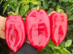 Kraljica F-1 paprika,Odlicna Ajvarusa-Izrazito crveni plodovi i do 250 gr..