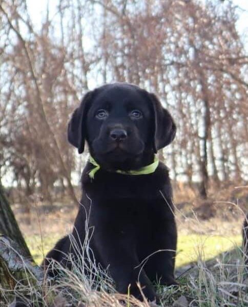 Labrador retriver čokoladni štenci