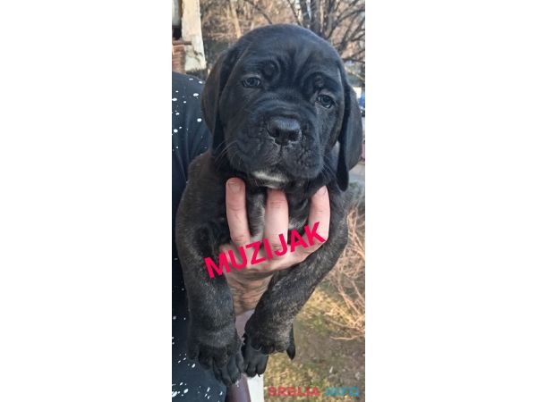 Cane corso štenci