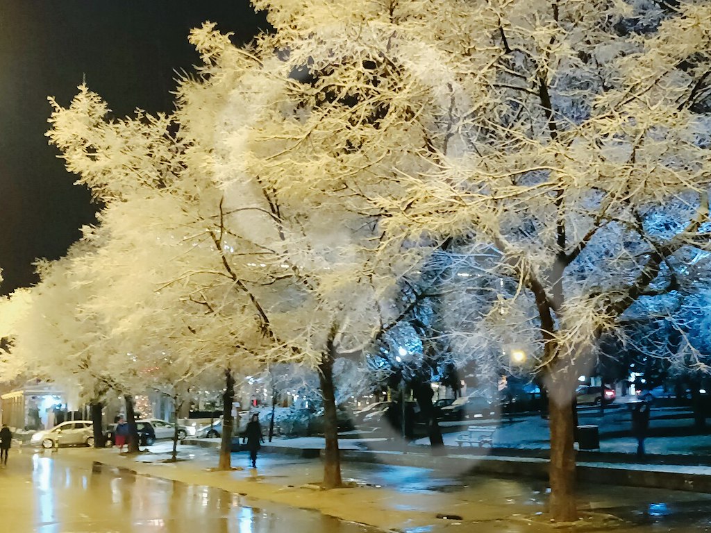 Zimsko drveće i sneg
