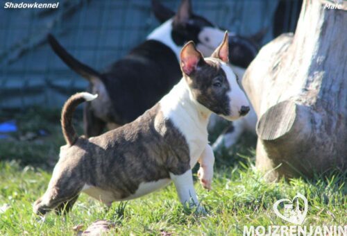 Mini Bull Terijer štenci