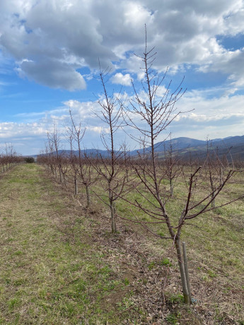 Rezidba voca i vinove loze