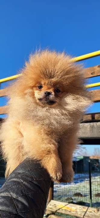 Pomeranac