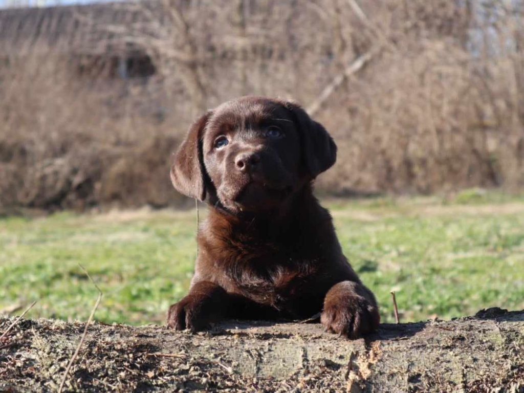 Labrador retriver čokoladni štenci