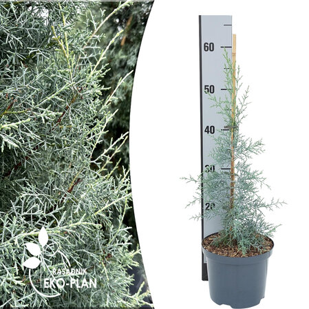 Arizonski čempres -Cupressus arizonica 2l 50cm