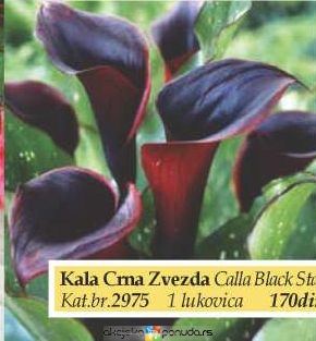 Kala lukovica Crna zvezda, Flora Ekspres