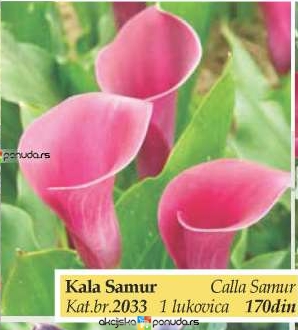 Kala lukovica Samur, Flora Ekspres