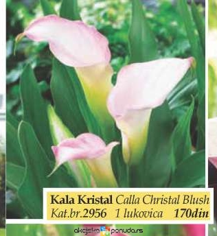 Kala lukovica Kristal, Flora Ekspres