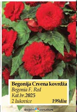 Begonija lukovica Crvena kovrdža, 2/1, Flora Ekspres