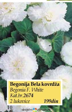 Begonija lukovica Bela kovrdža, 2/1, Flora Ekspres