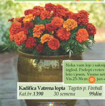 Kadifica vatrena lopta, Flora Ekspres