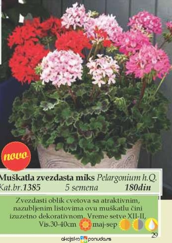 Muškatla zvezdasta miks, Flora Ekspres