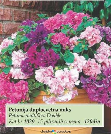 Petunija duplocvetna miks sadnica, Flora Ekspres