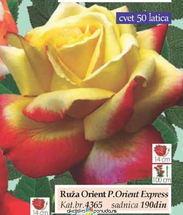 Ruža sadnica gigantski cvetovi orient Express, Flora Ekspres