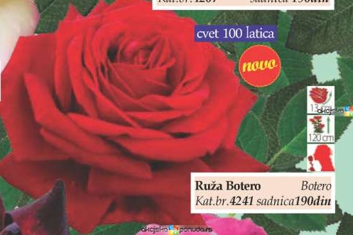 Ruža sadnica gigantski cvetovi Botero, Flora Ekspres