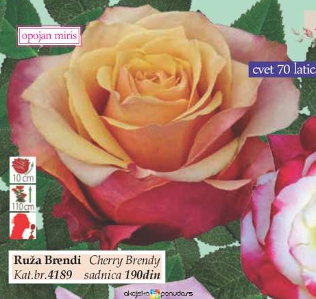 Ruža Čajevka sadnica Cherry Brendy, Flora Ekspres