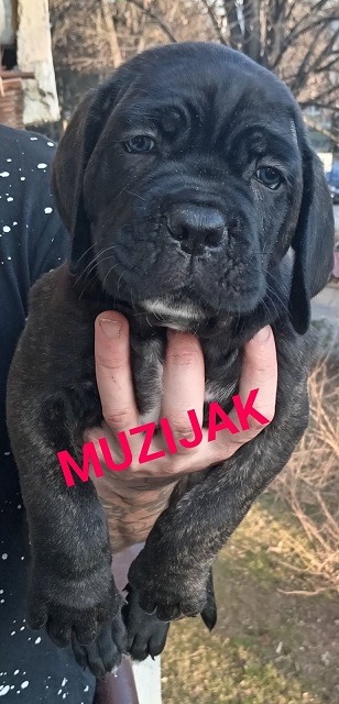 Cane corso štenci