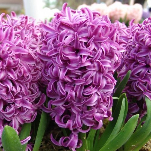 Hyacinthus purple sensation 3/1