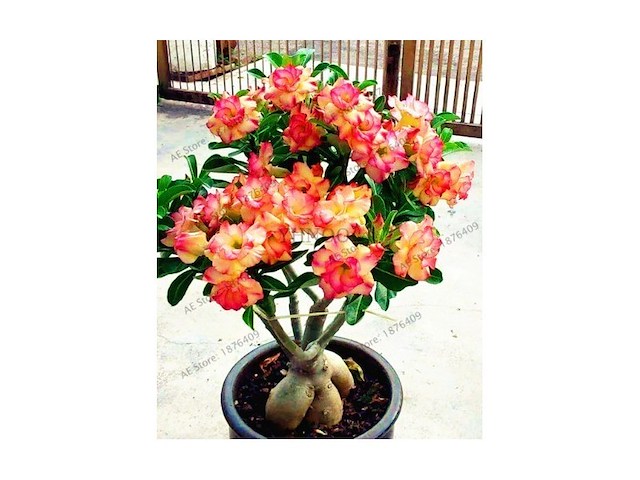 Adenium 5 semenki