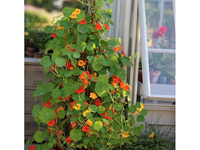 Dragoljub Nano Mix (Tropaeolum majus)