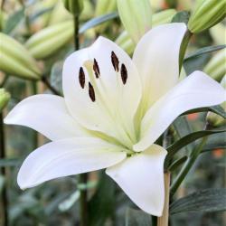 Ljiljan-Lilium Asiatic White