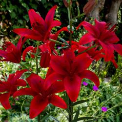 Ljiljan-Lilium Asiatic Red