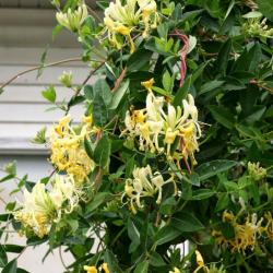 Lonicera/orlovi nokti