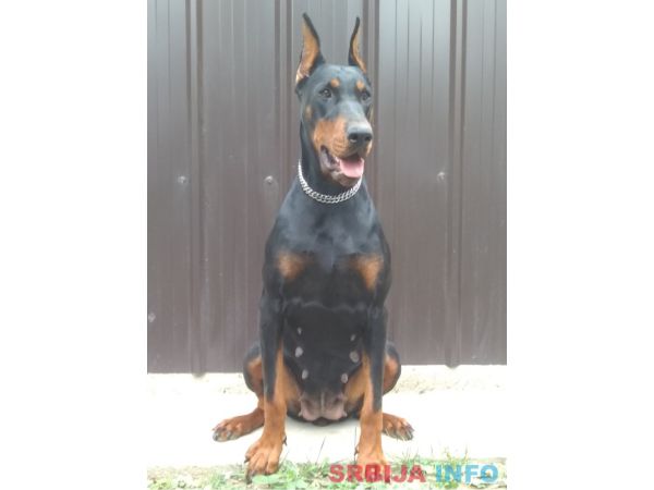 Doberman štenci