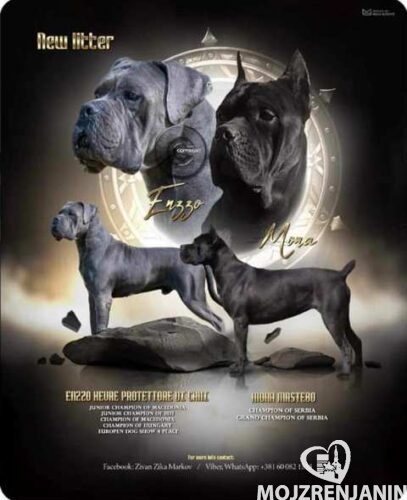 Cane Corso štenci