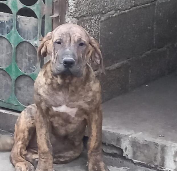 Presa Canario štenci