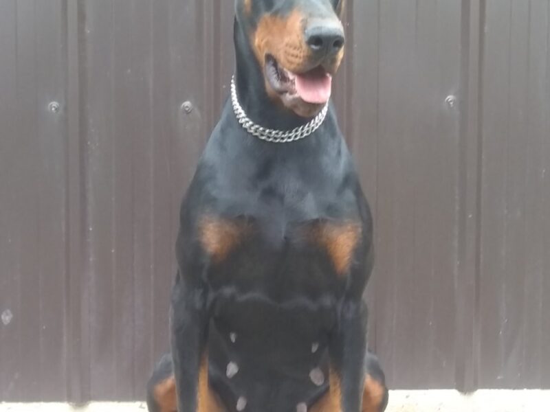 Doberman štenci