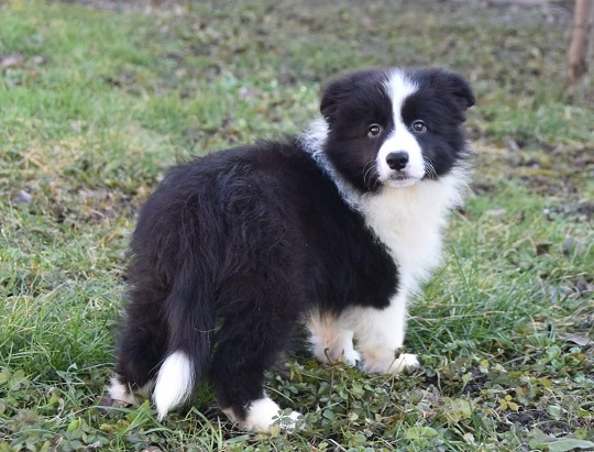 Border koli/collie štenci